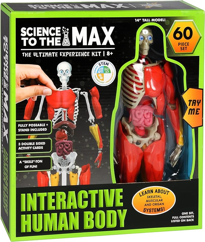 Human Body - 60 Piece Fully Poseable Anatomy Figure - Shopaholicshome